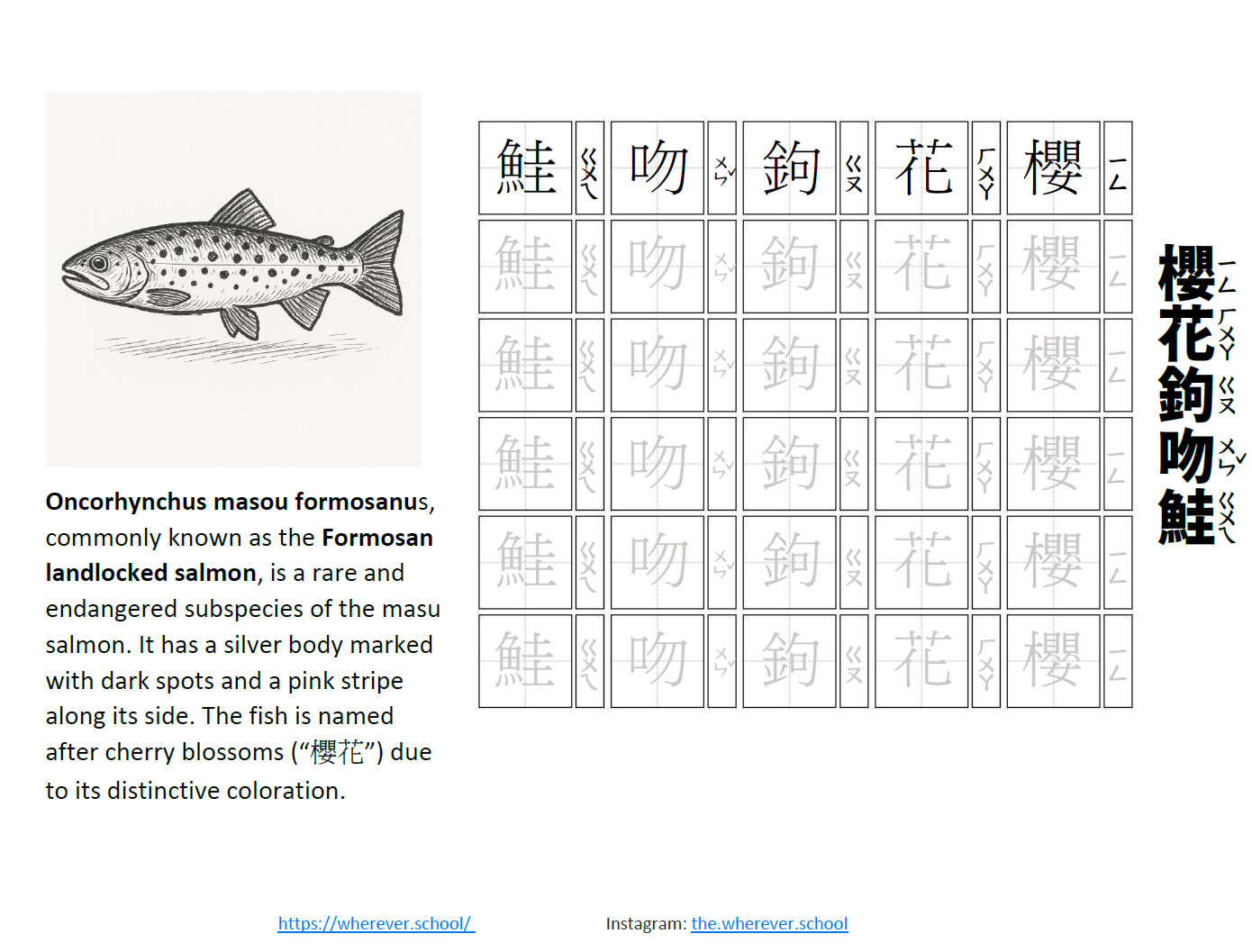 Formosan Landlocked Salmon櫻花鉤吻鮭